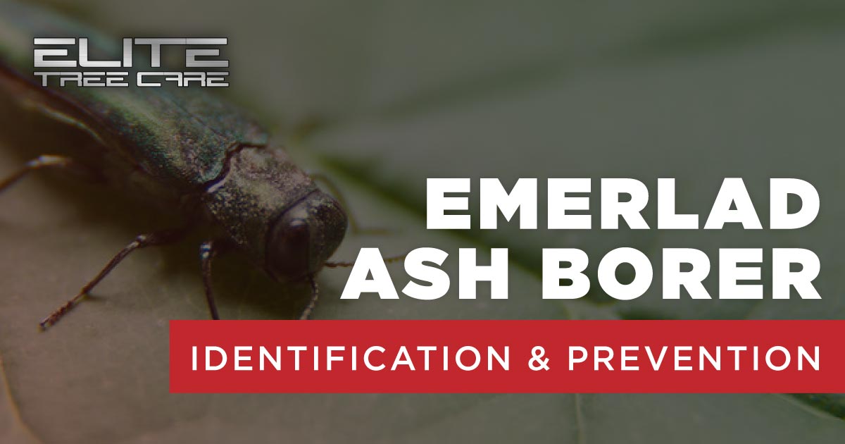 Full Overview: Emerald Ash Borer: Identifying, Understanding, and ...
