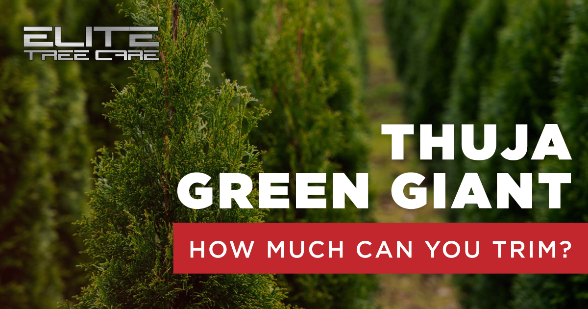 How Much Can You Trim Off Your Thuja Green Giant (Green Giant ...